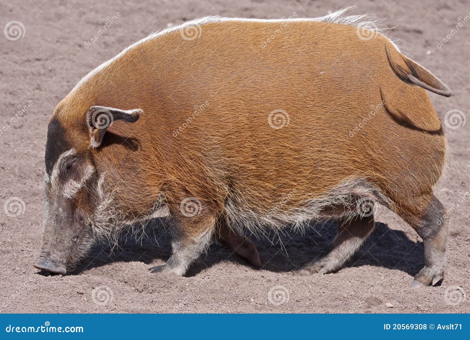 Profile of bushpig stock photo. Image of potamochoerus - 20569308