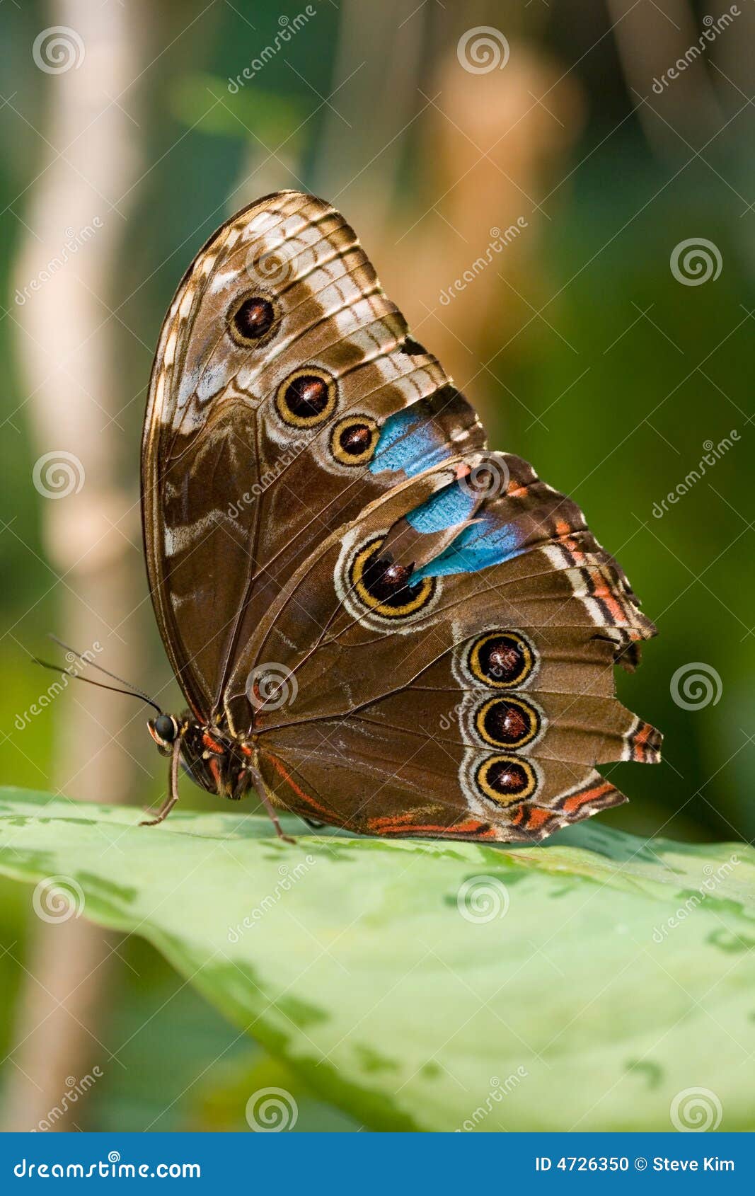 Profile of a butterfly stock photo. Image of brown, lepidoptera - 4726350
