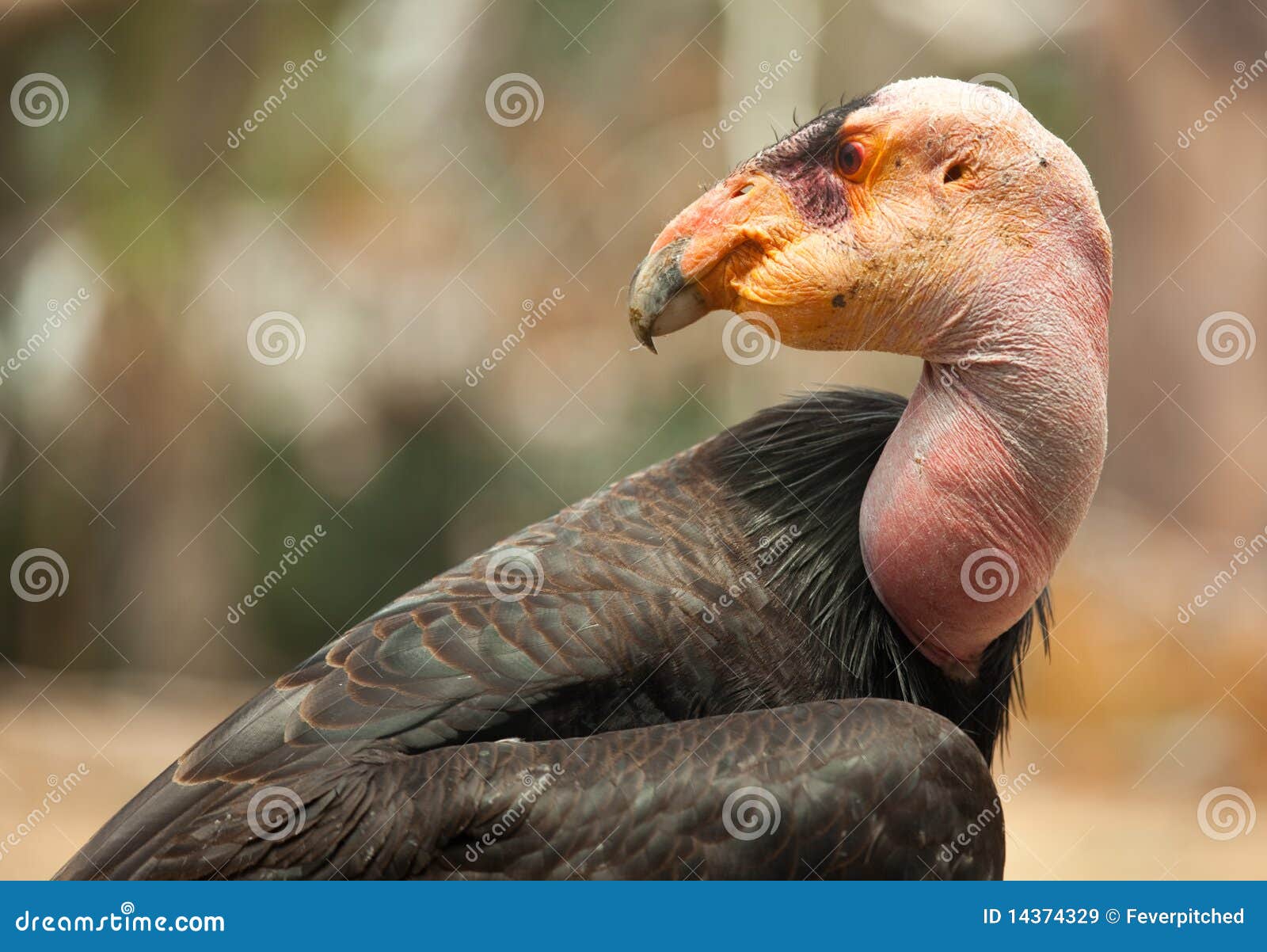 Profile of California Condor Stock Image - Image of scavenger, buzzard ...