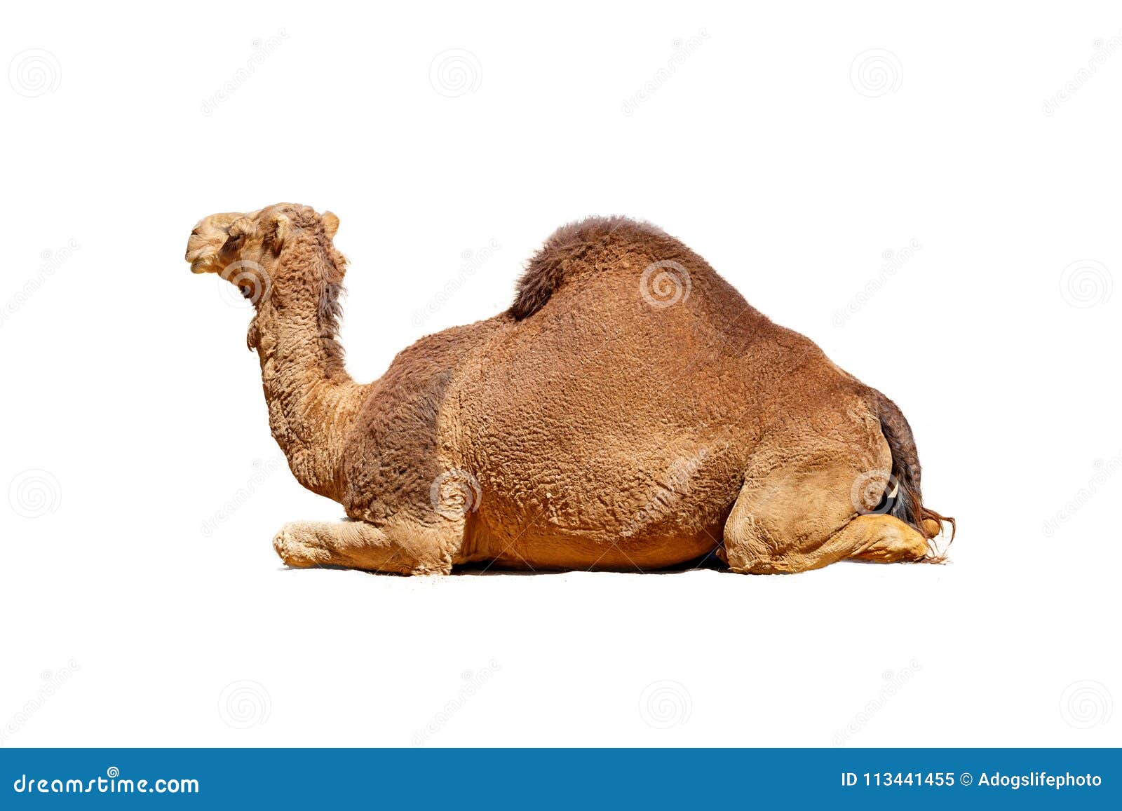 Profile Camel Isolated on White Stock Image - Image of hump, profile ...