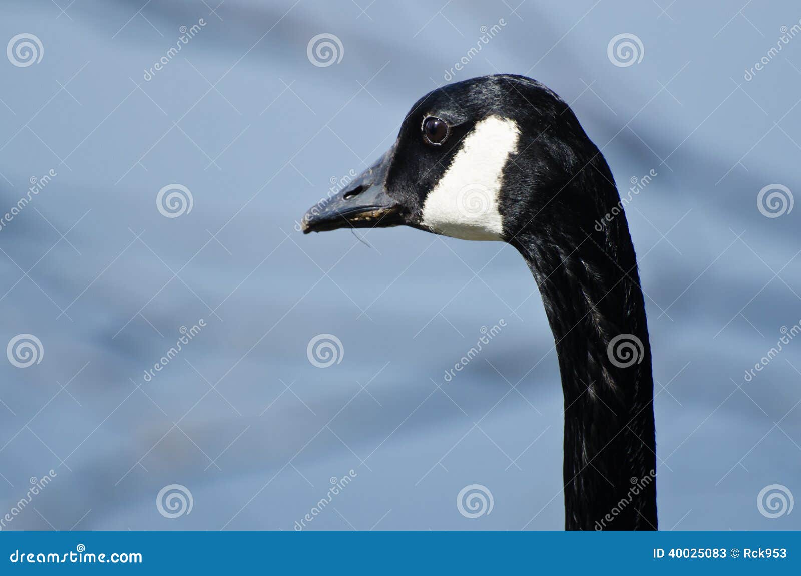 Profile of Canada Goose stock image. Image of nature - 40025083