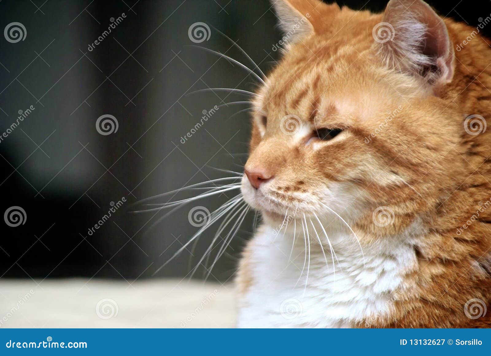 Profile of cat stock image. Image of striped, feline - 13132627