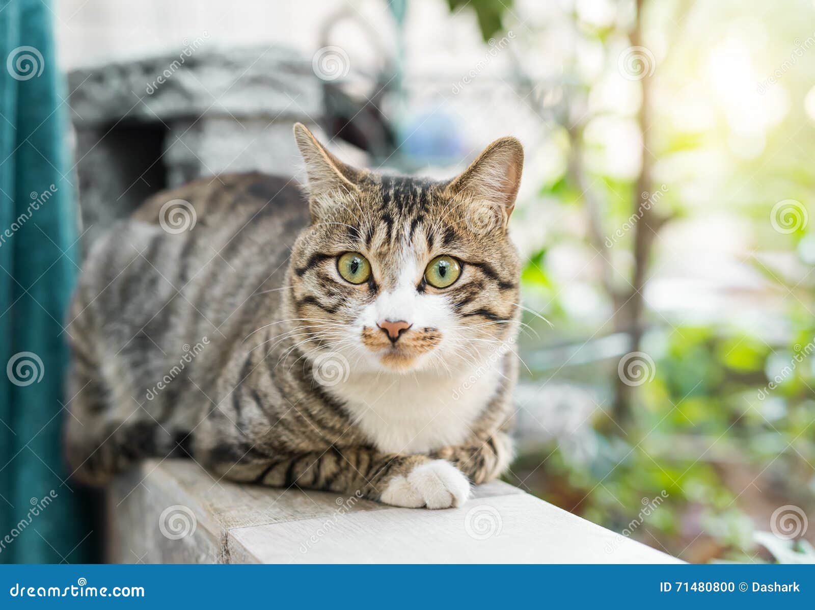 Profile of cat stock photo. Image of looking, animal - 71480800