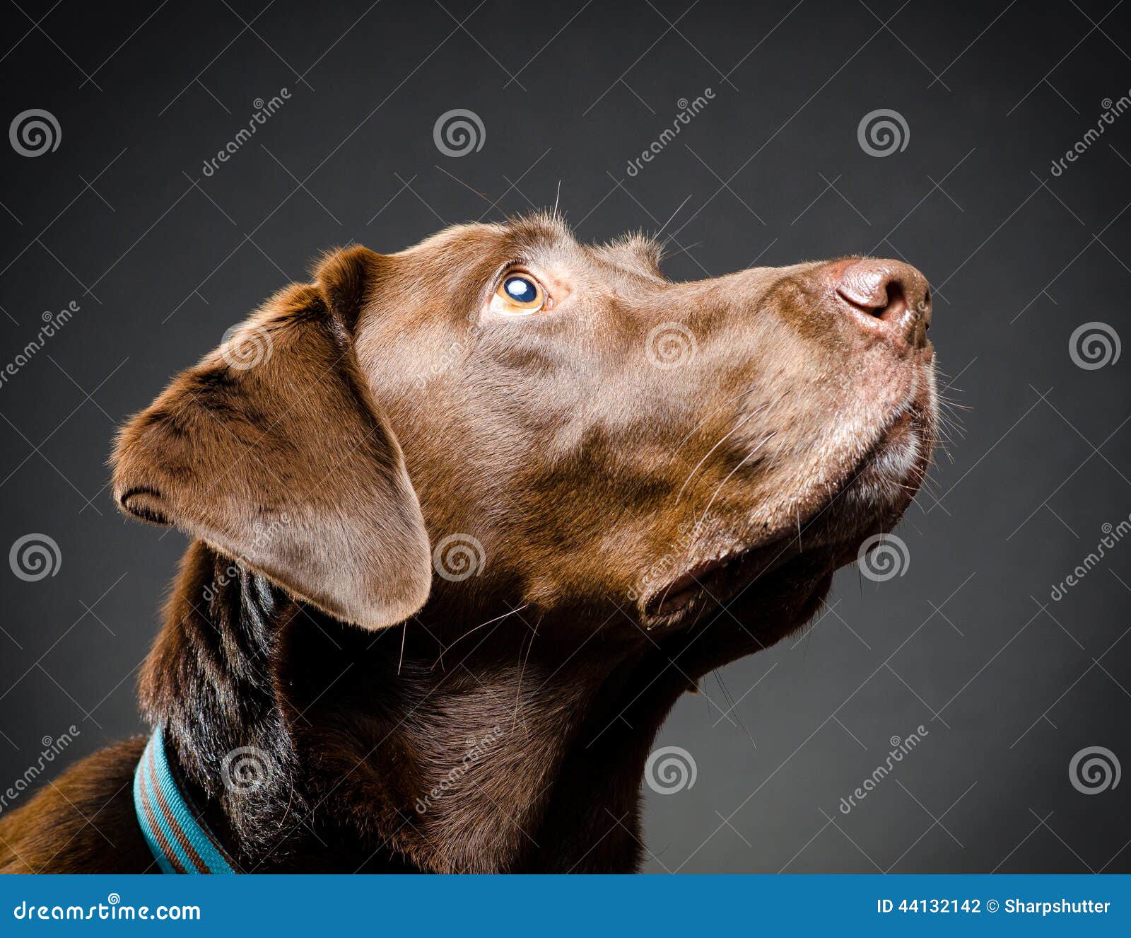 Profile of a chocolate lab stock photo. Image of adorable - 44132142
