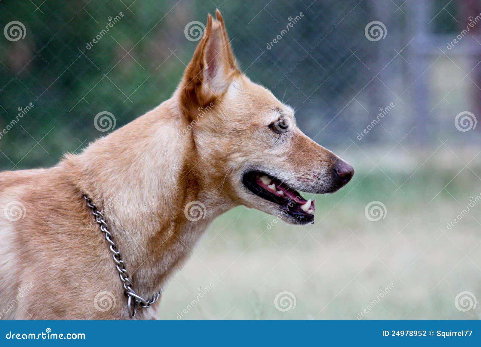 Profile Close Up of Dingo Crossbreed Dog Stock Photo - Image of ...