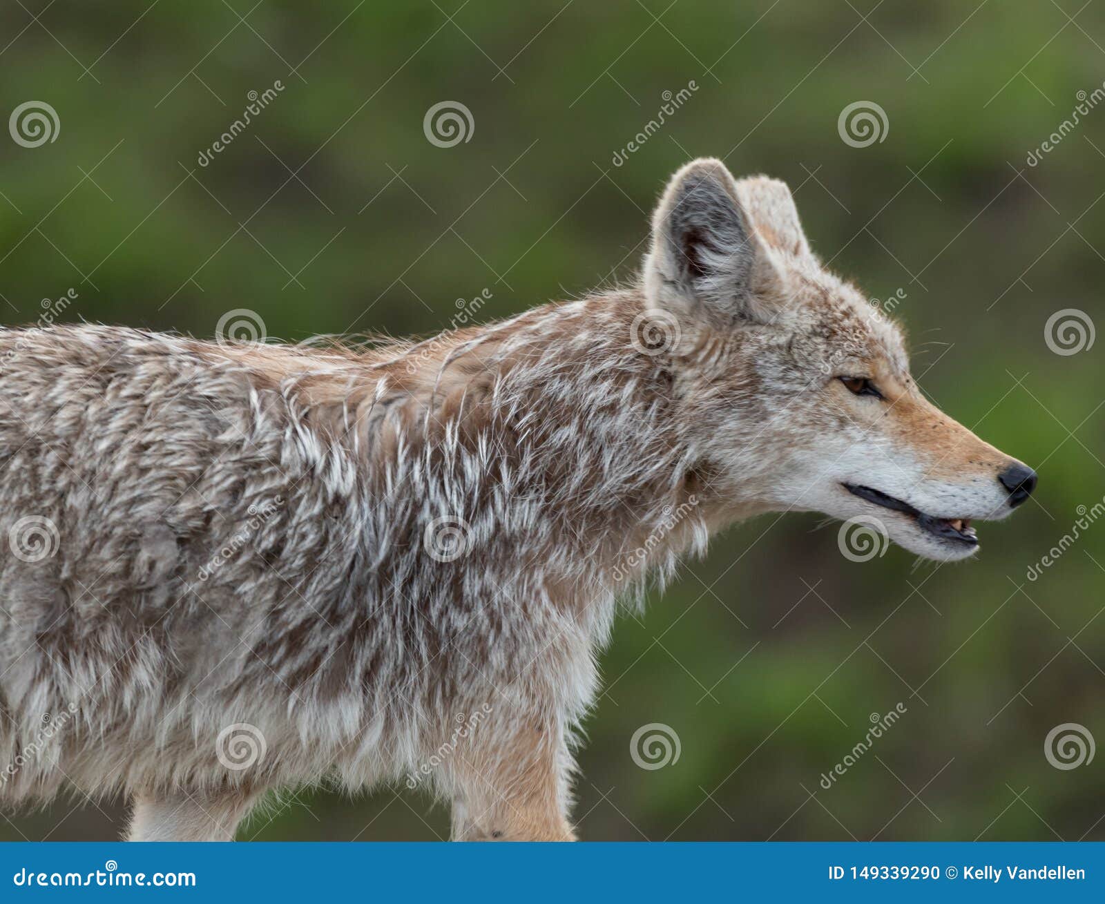 Profile of Coyote Against Green Background Stock Photo - Image of ...