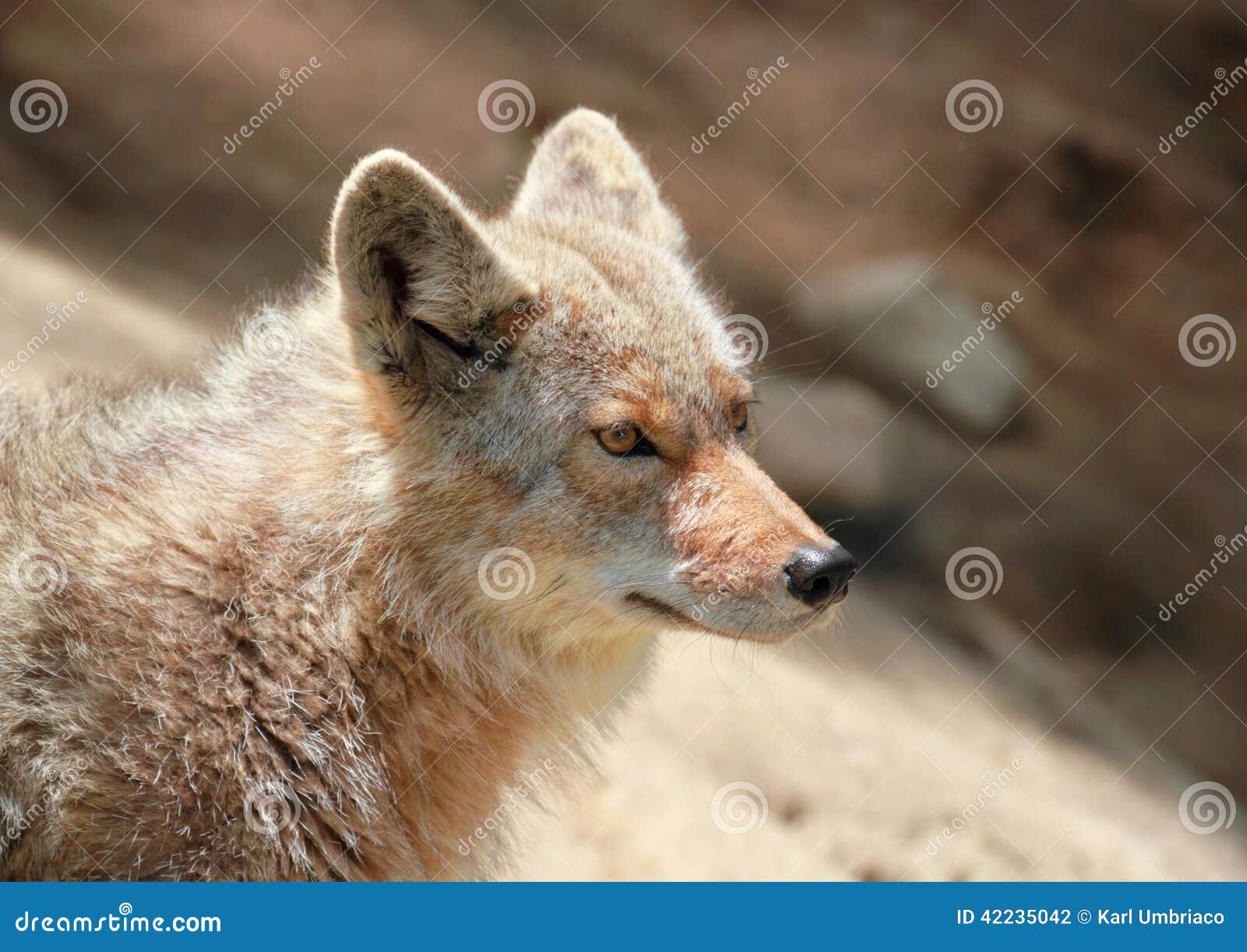 Profile of coyote stock photo. Image of beauty, outdoor - 42235042