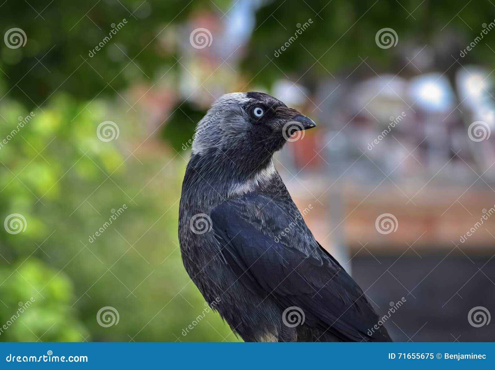 Profile of a crow stock image. Image of pest, raven, black - 71655675