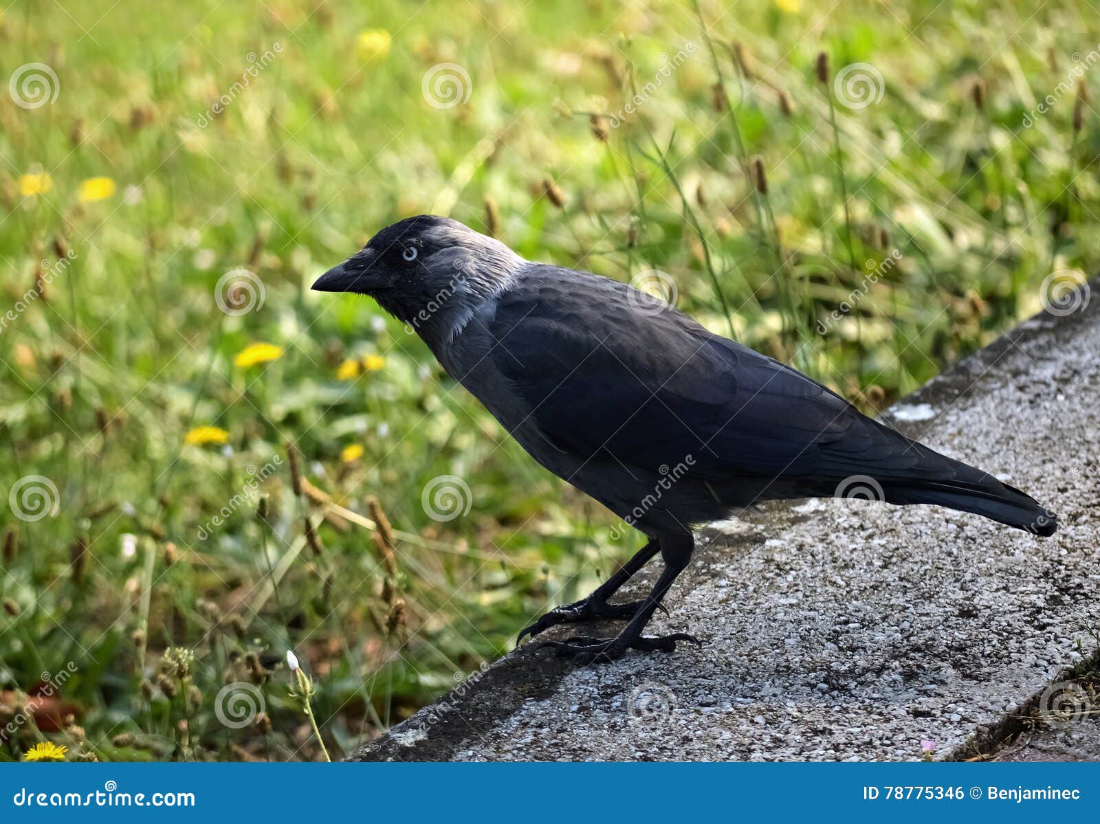 Profile of a crow stock photo. Image of green, plumage - 78775346