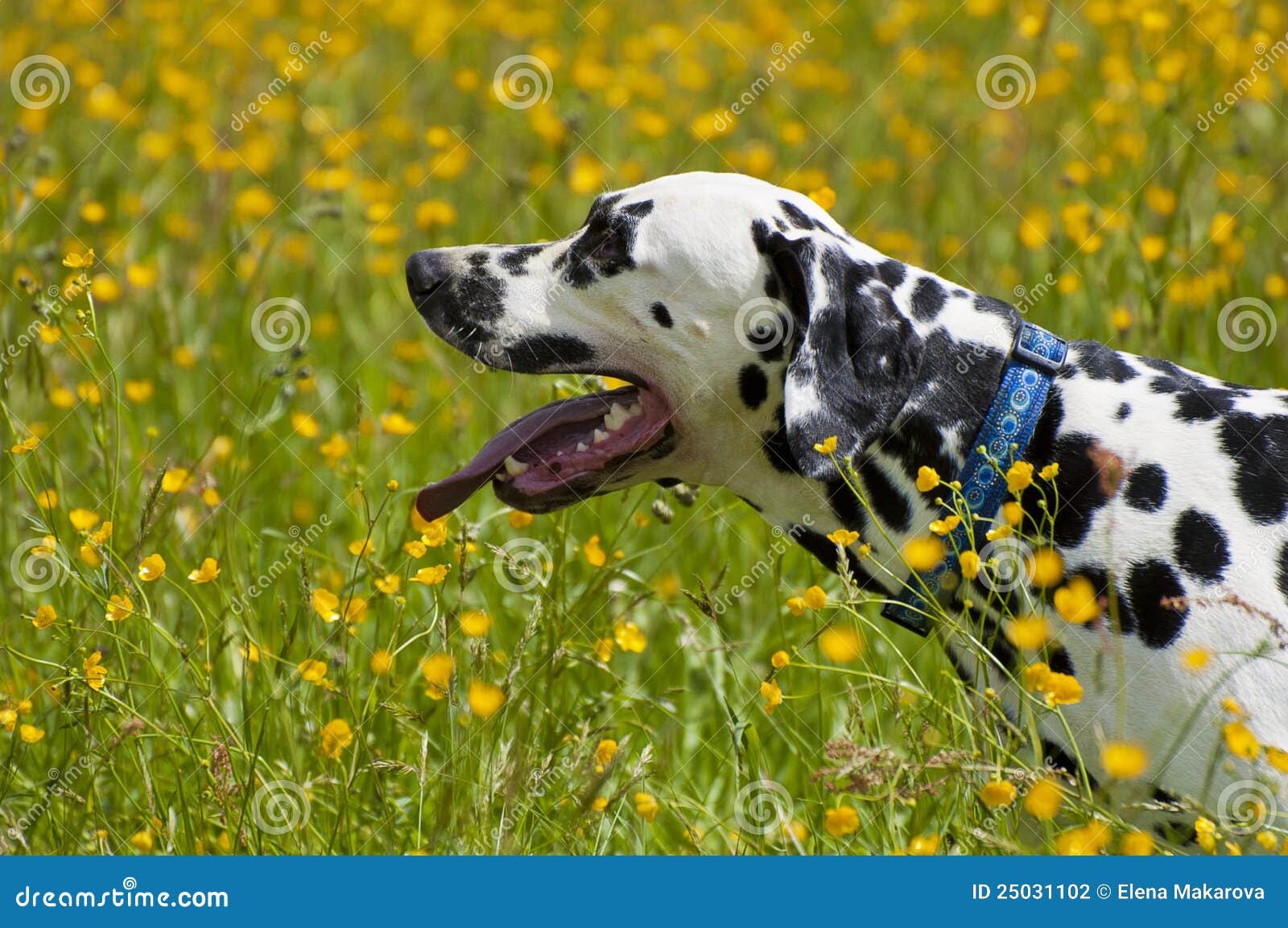 Profile Dalmatian stock photo. Image of away, yellow - 25031102