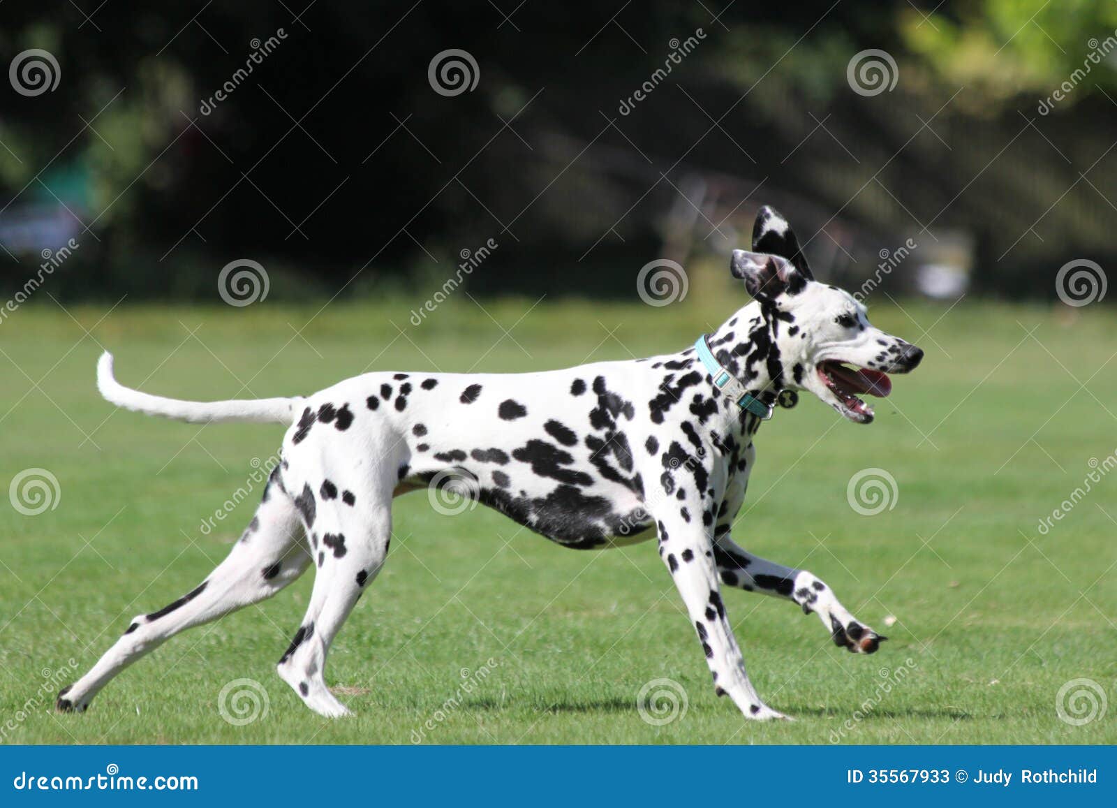 Profile of a Dalmatian Dog Running in Field Stock Image - Image of ...