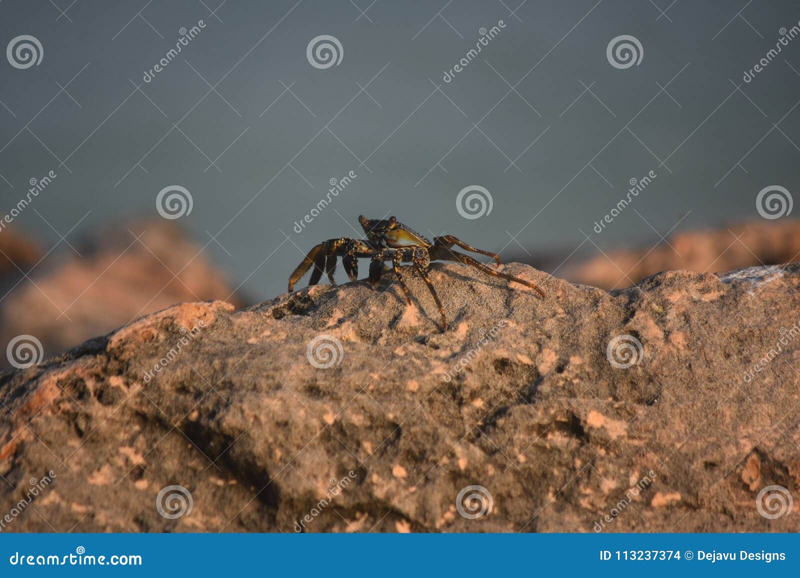 Profile of a Decapod Crawling Along a Large Boulder Stock Photo - Image ...