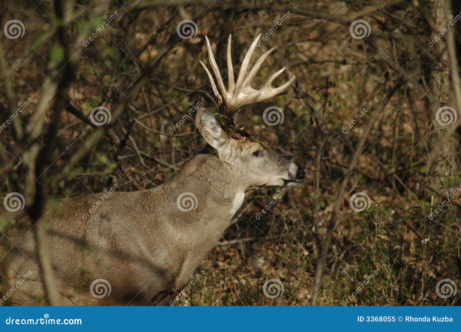 Profile of deer stock image. Image of buck, large, outdoor - 3368055
