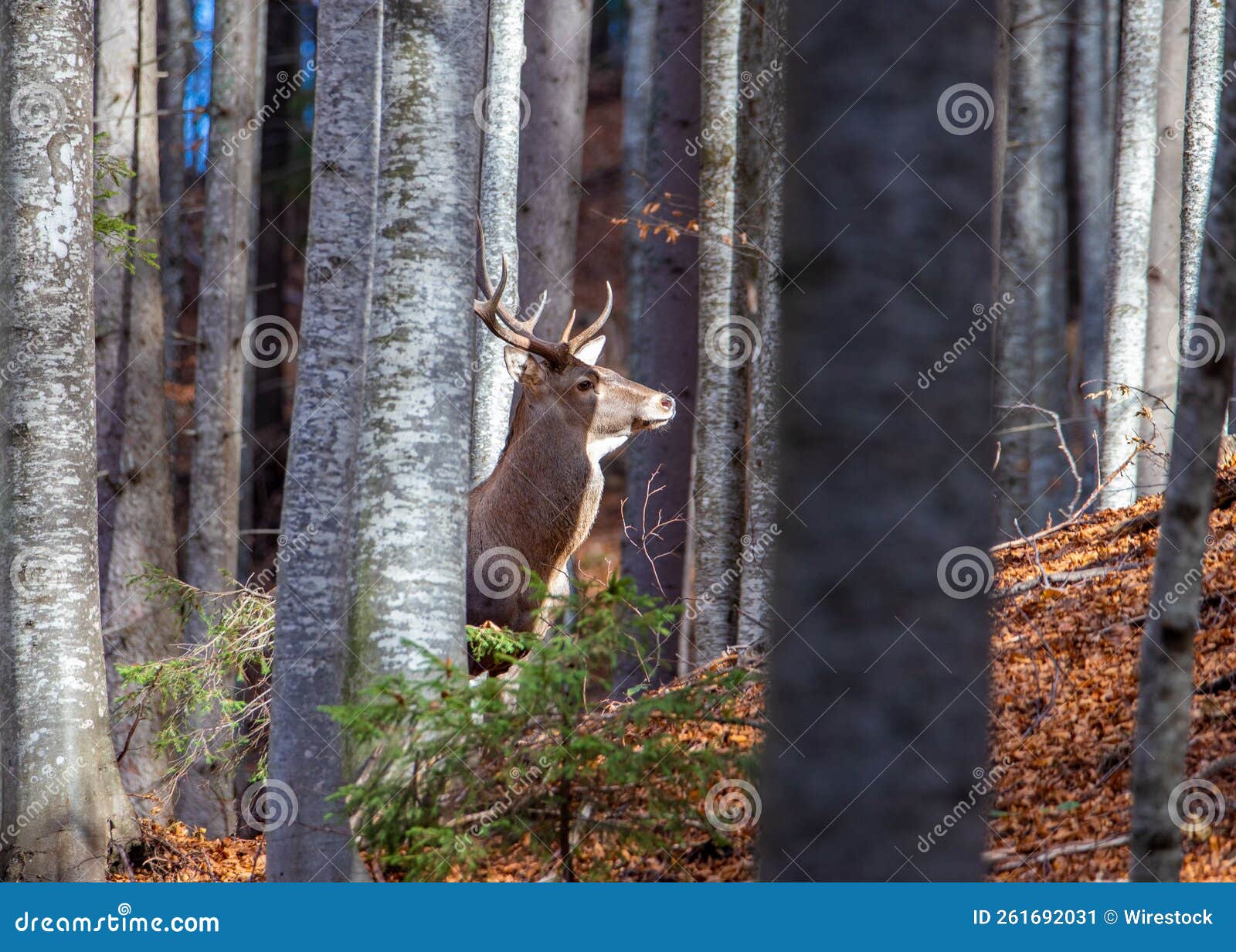 Profile of a Deer among the Trees in the Forest Stock Image - Image of ...