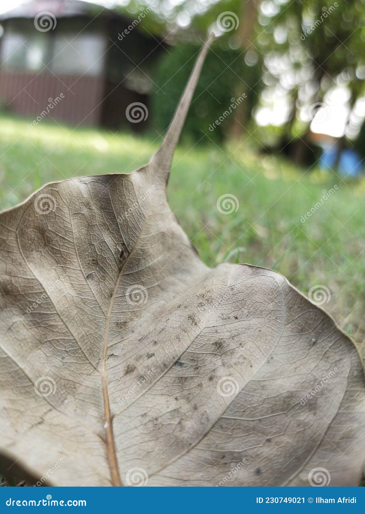 Beautiful pic of leaf. stock image. Image of wildlife - 230749021