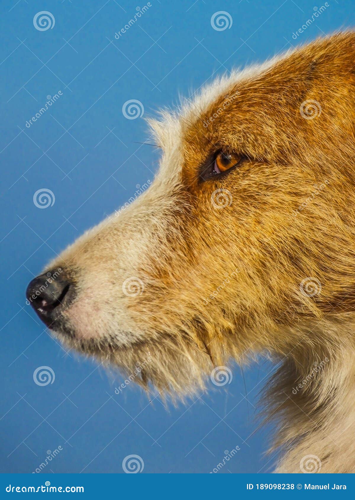 Profile Dog. This Amazing Dog Has Golden Fur, A Portrait Of His Best ...
