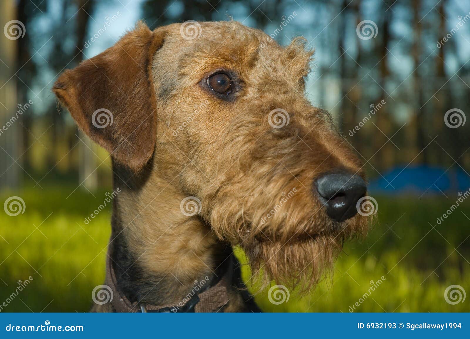 Profile dog head-shot stock image. Image of animal, head - 6932193