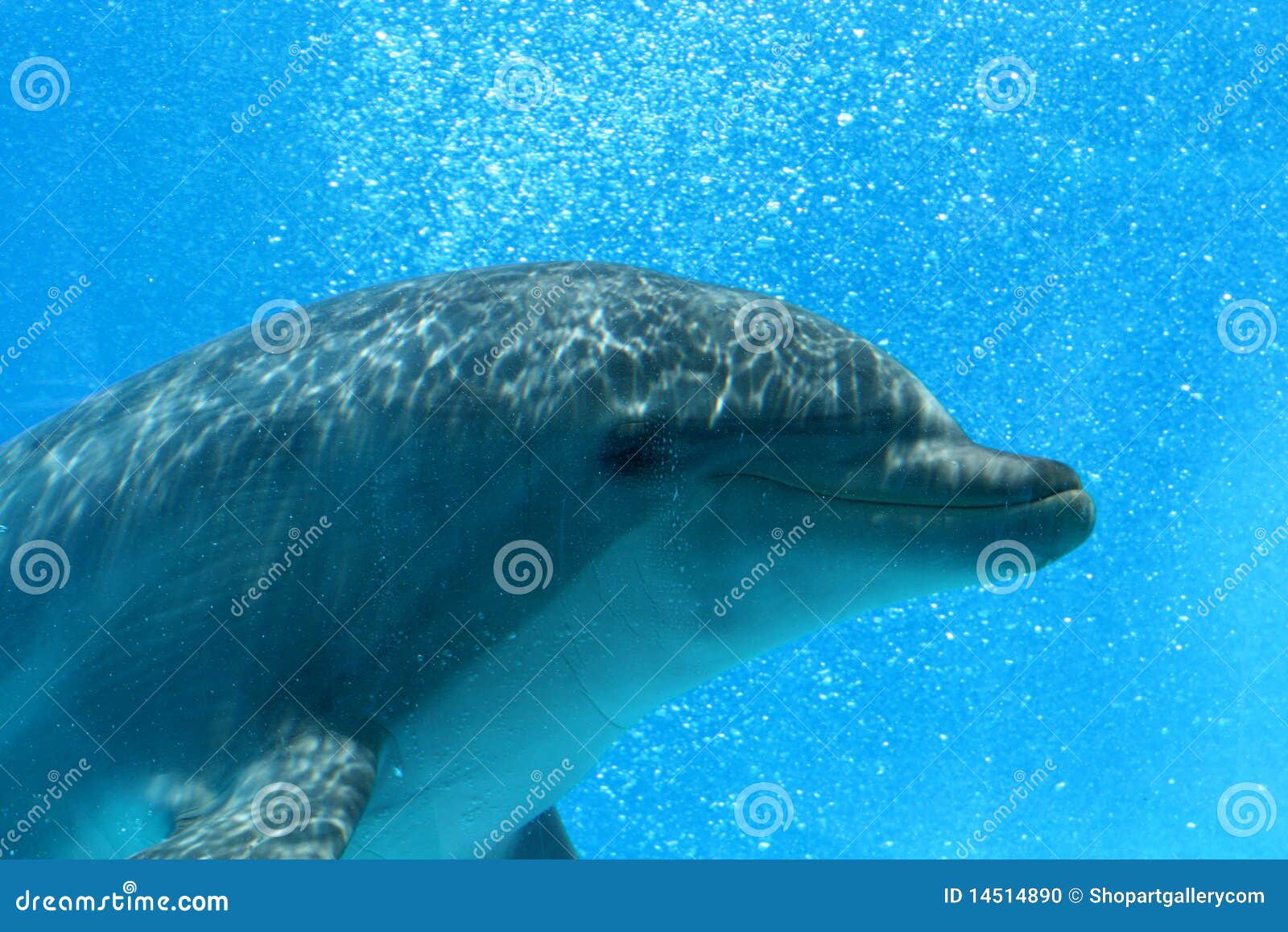 Profile of Dolphin stock photo. Image of lovely, closeup - 14514890