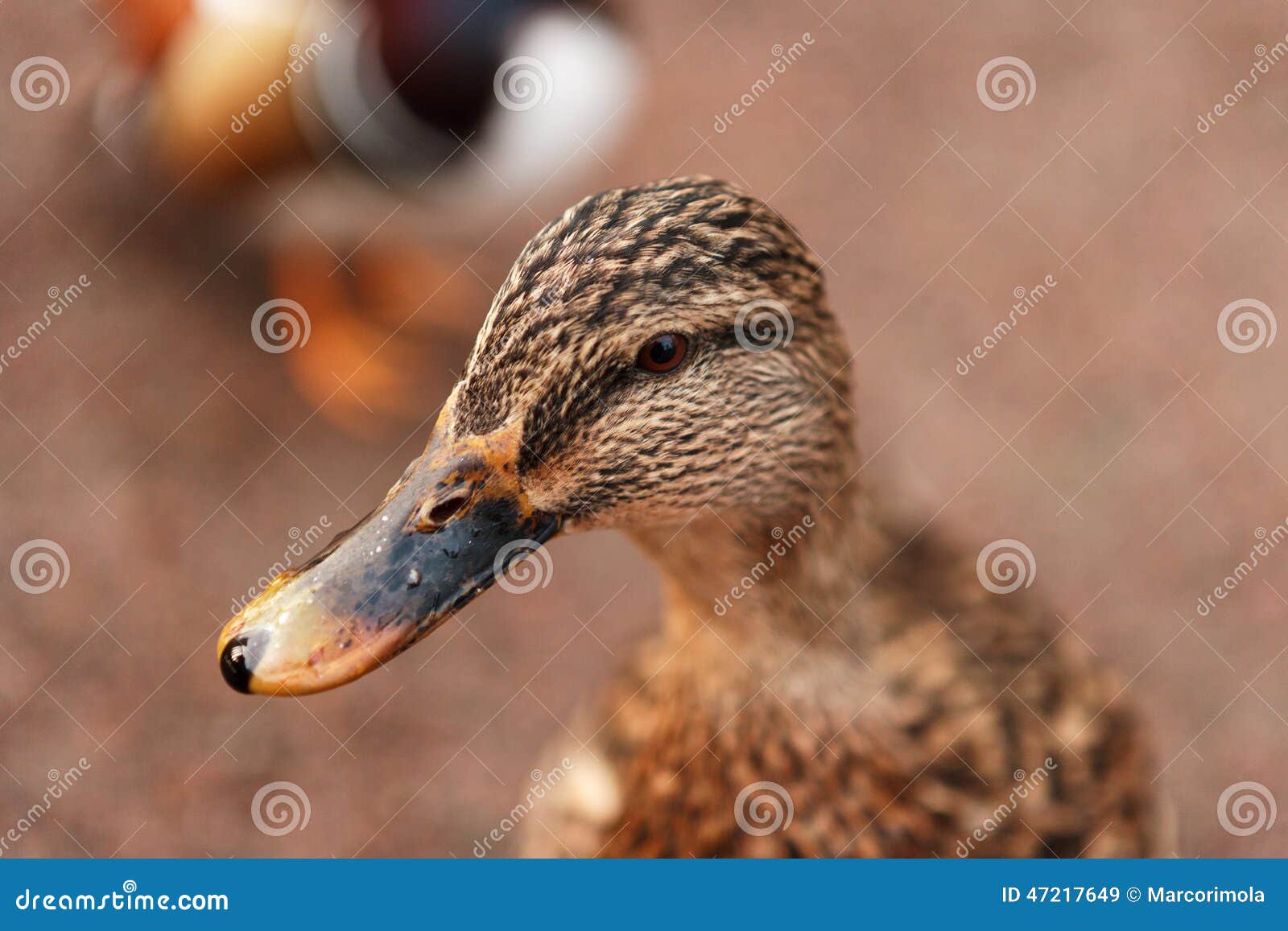 Profile of a Duck stock image. Image of leaves, bird - 47217649