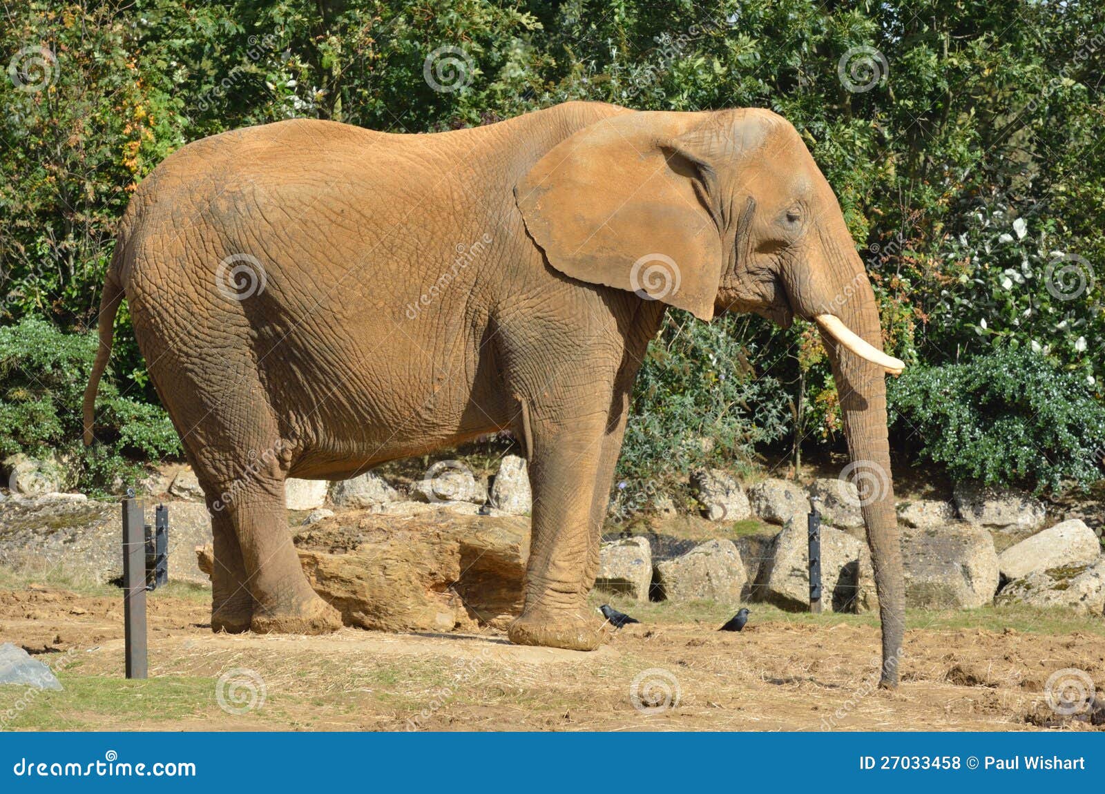 Profile of elephant stock photo. Image of loxodonta, africa - 27033458