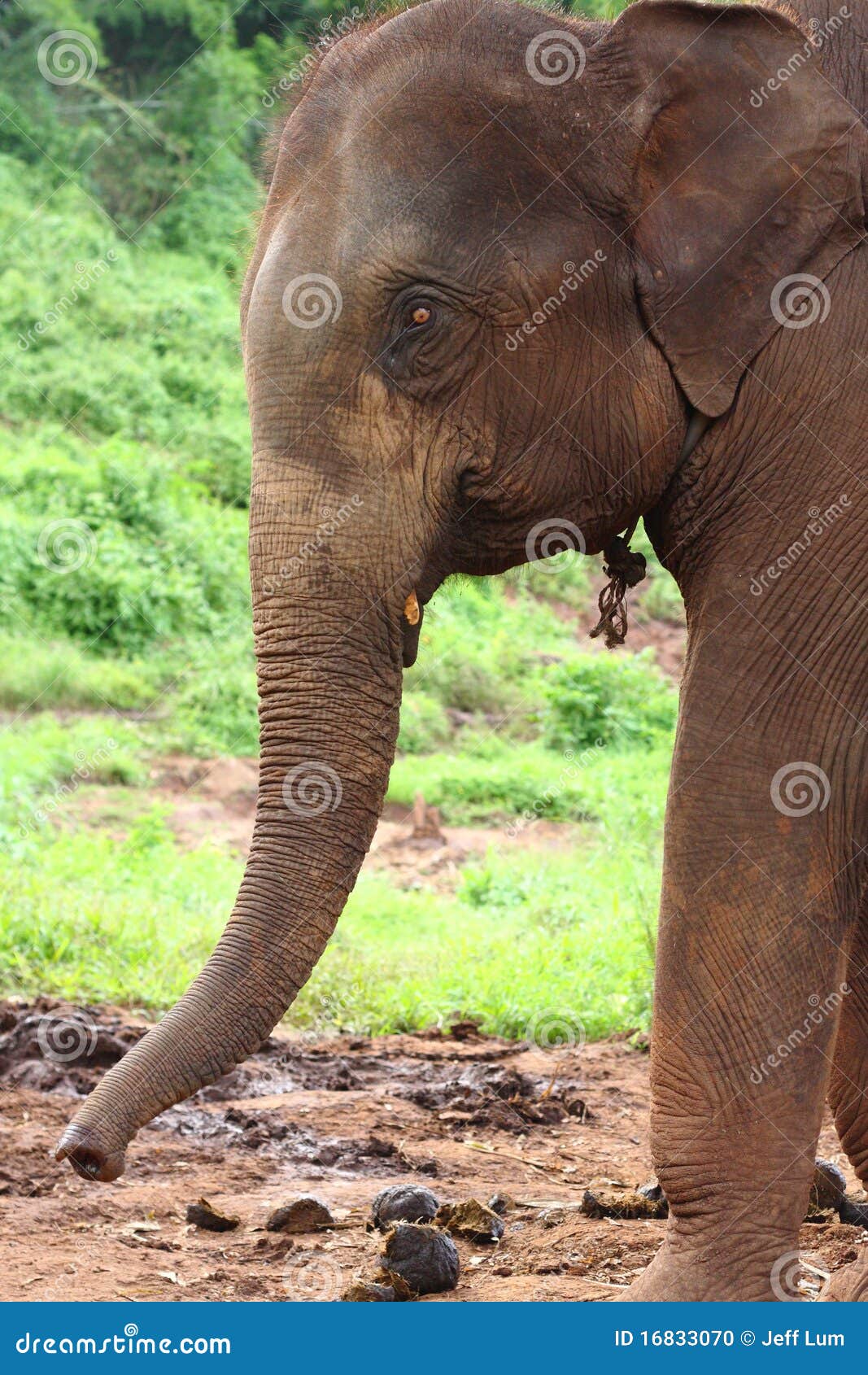 Profile of Elephant head stock photo. Image of bhutan - 16833070
