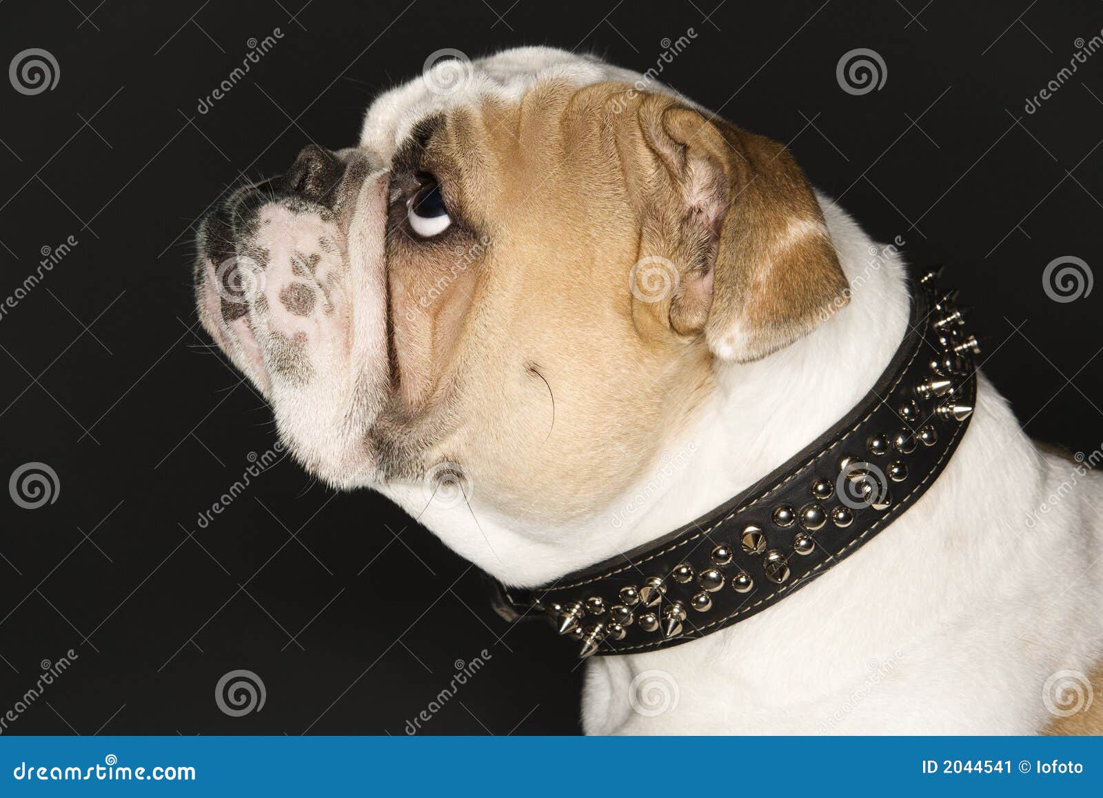Profile of English Bulldog. Stock Image - Image of tough, photograph ...