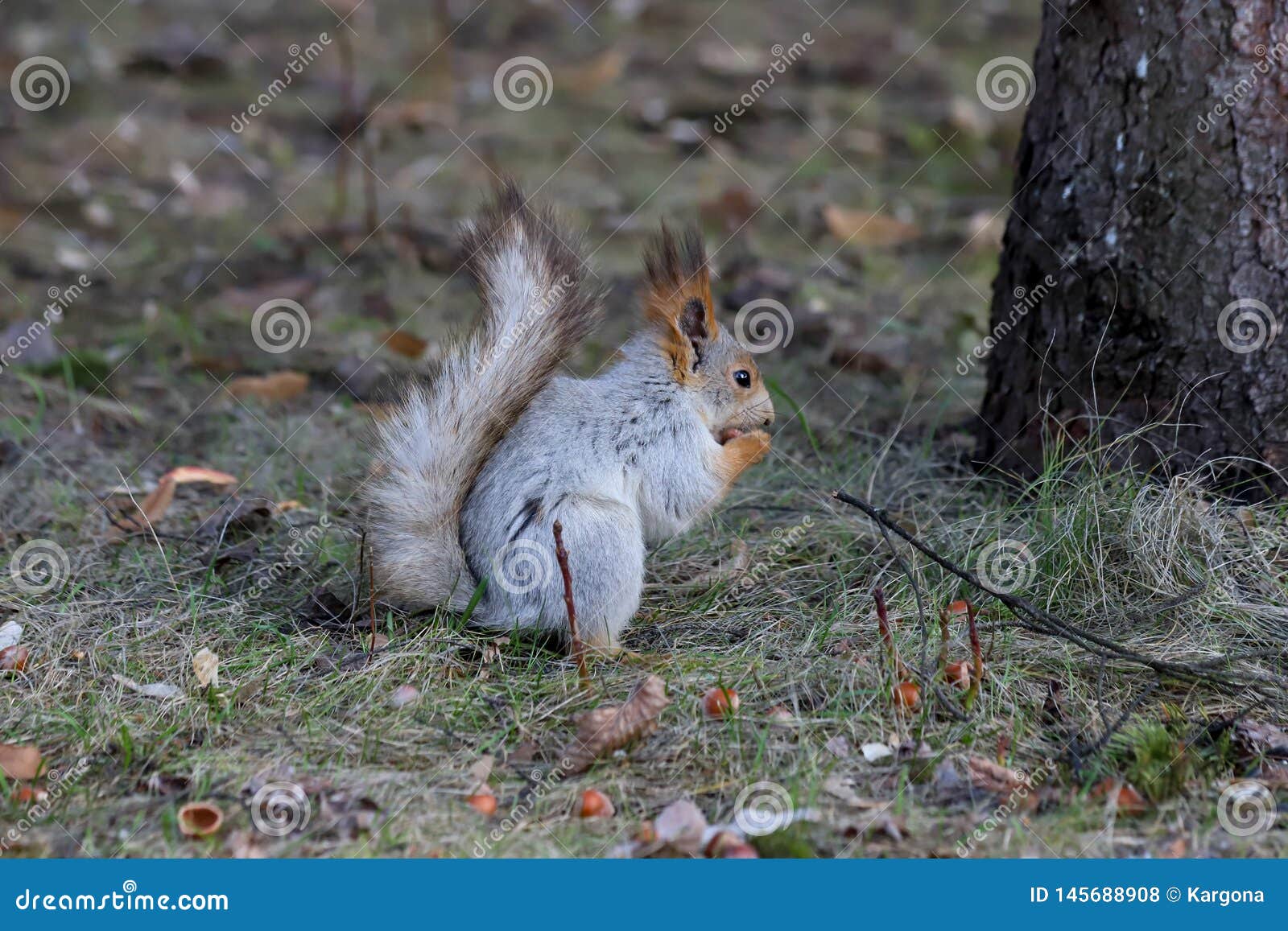 Profile of the Eurasian Red Squirrel Sciurus Vulgaris in Gray Winter ...