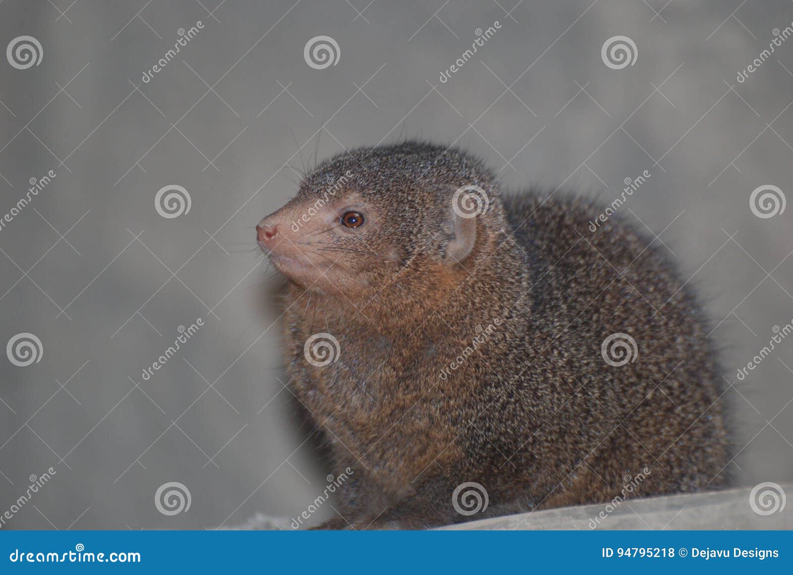 Profile and Face of a Dwarf Mongoose Stock Photo - Image of ticky ...