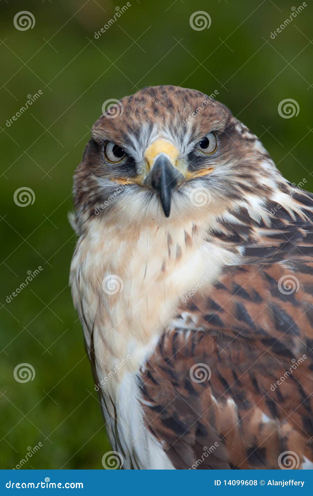Profile of a Falcon stock photo. Image of predator, nature - 14099608