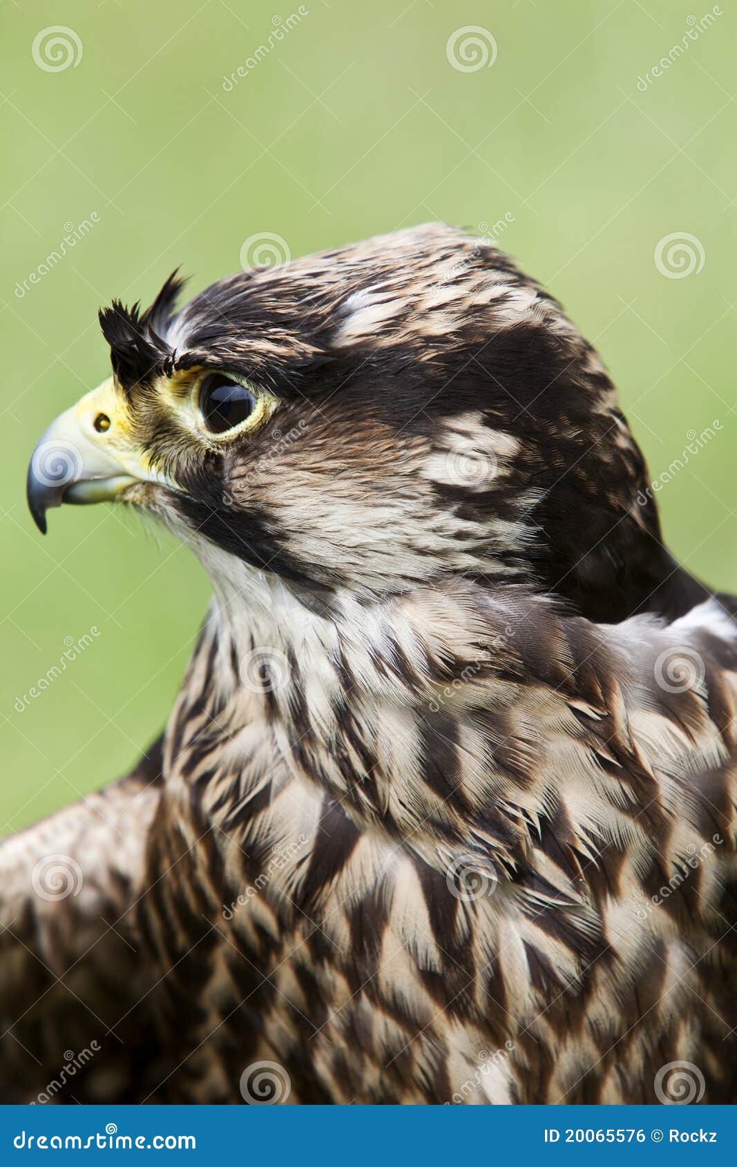 Profile of a falcon stock photo. Image of wildlife, peregrine - 20065576