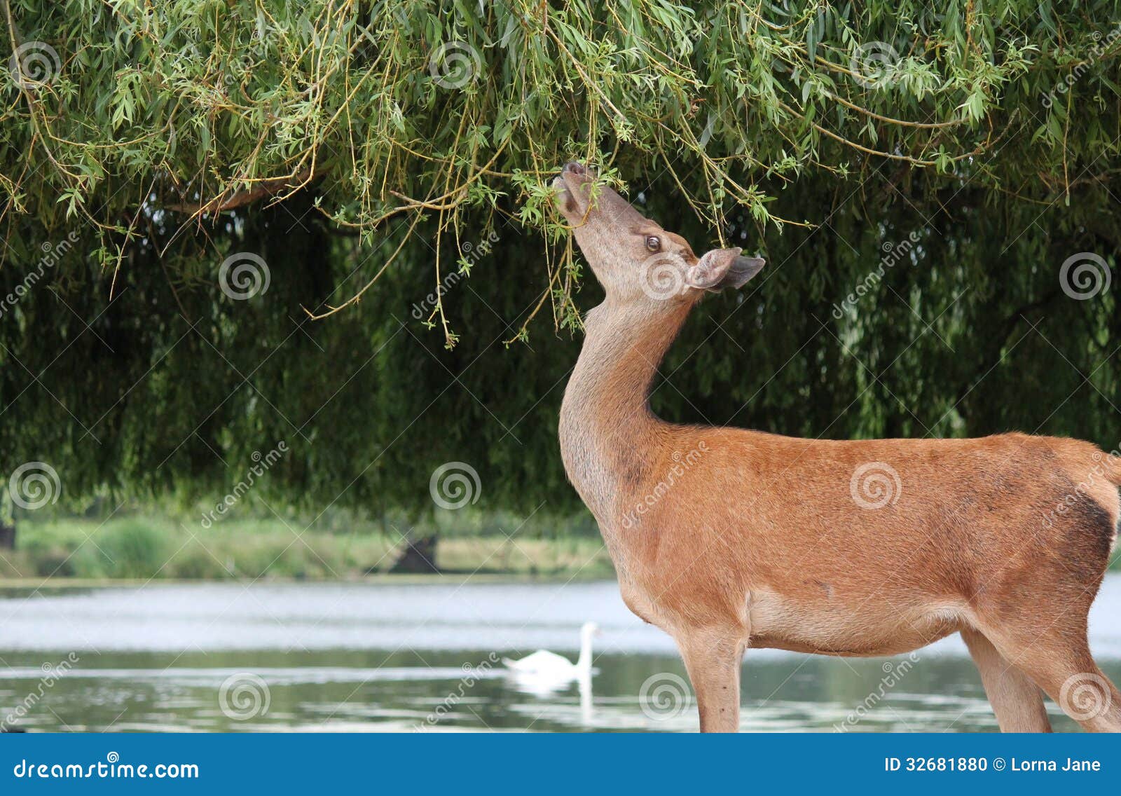 Deer Profile Fallow Eating from Tree Reaching Stretch Up Stock Photo ...