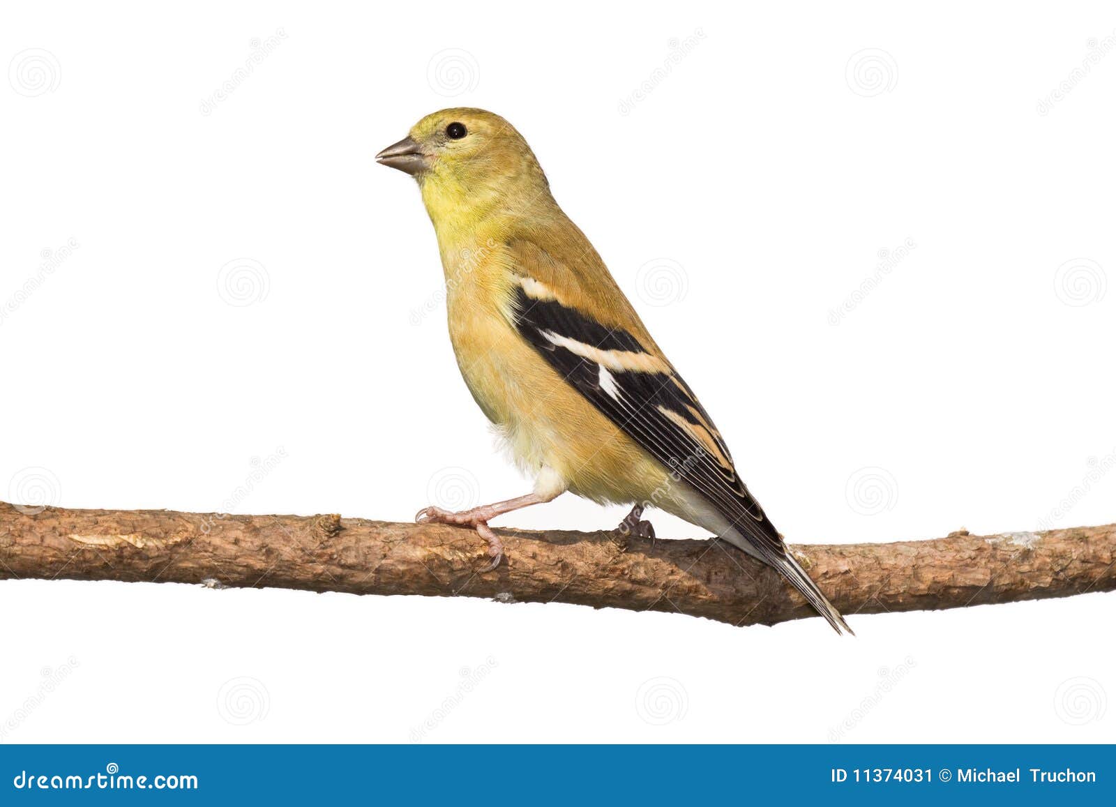 Profile of Female American Goldfinch Perched Stock Image - Image of ...
