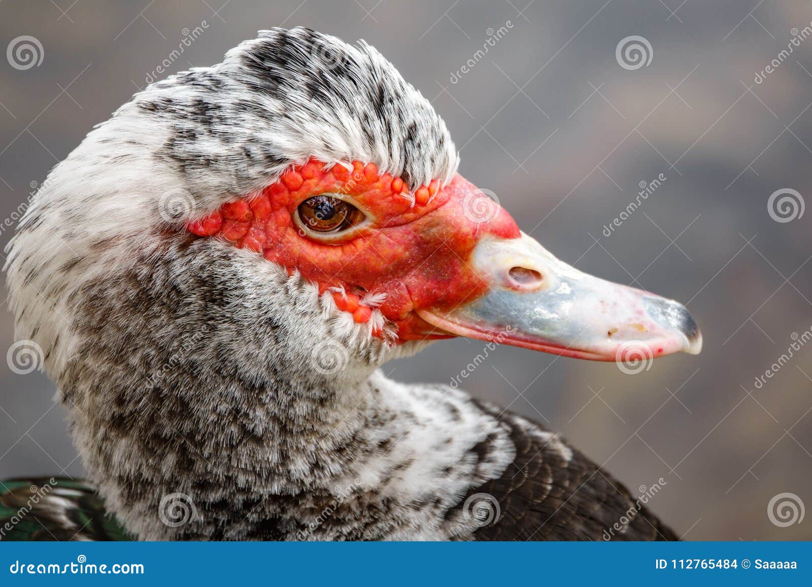 Profile of Female Duck Head Stock Photo - Image of aged, head: 112765484