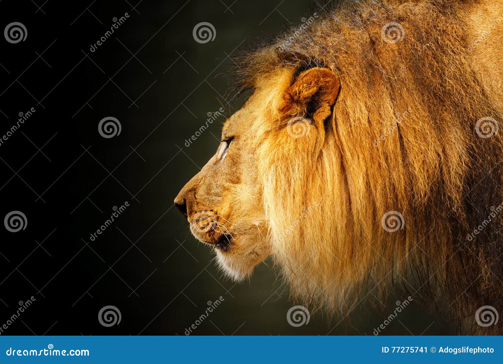 Profile Fierce Lion Dark Background Stock Image - Image of game ...