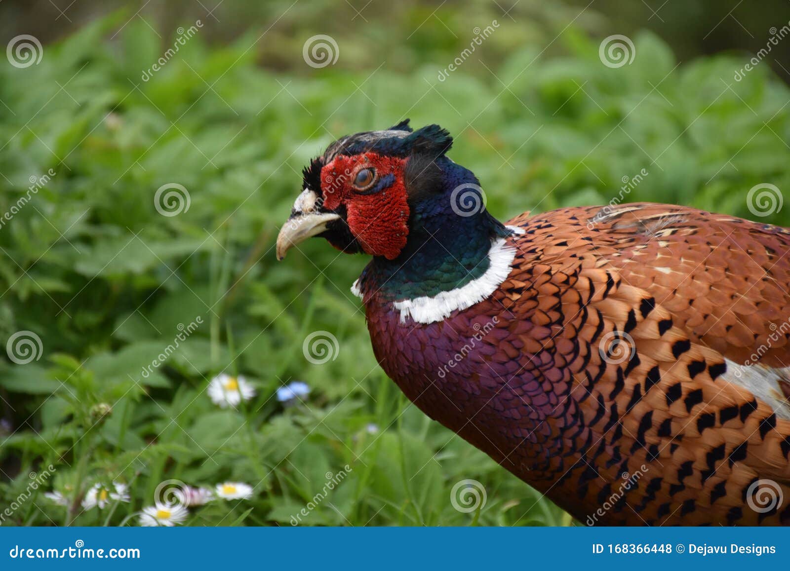 Great Profile Capture of a Game Pheasant Stock Photo - Image of ...