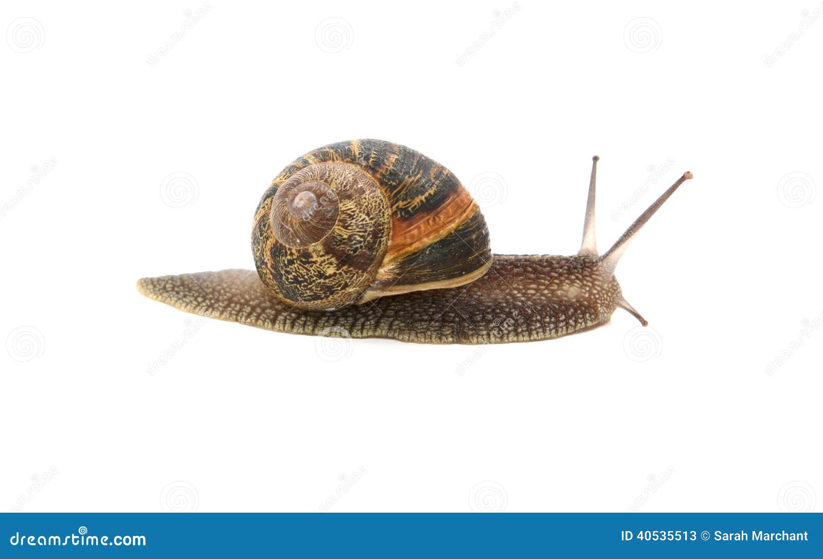 Profile of Garden Snail with Boldly Striped Shell Stock Image - Image ...