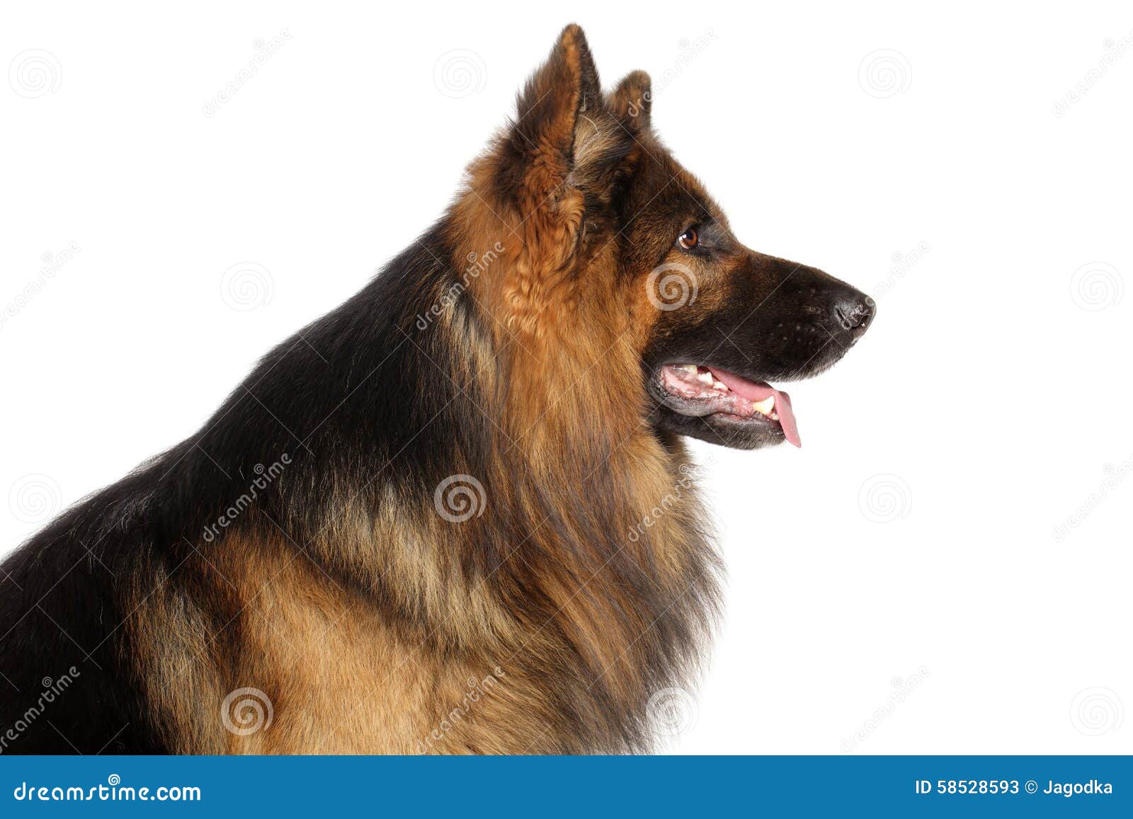 Profile of German Shepherd Dog Stock Image - Image of indoor, haired ...