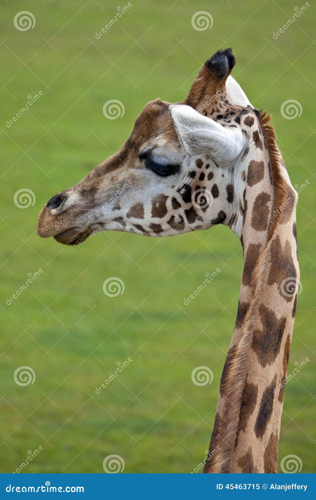 Profile of a Giraffe head stock image. Image of giraffe - 45463715