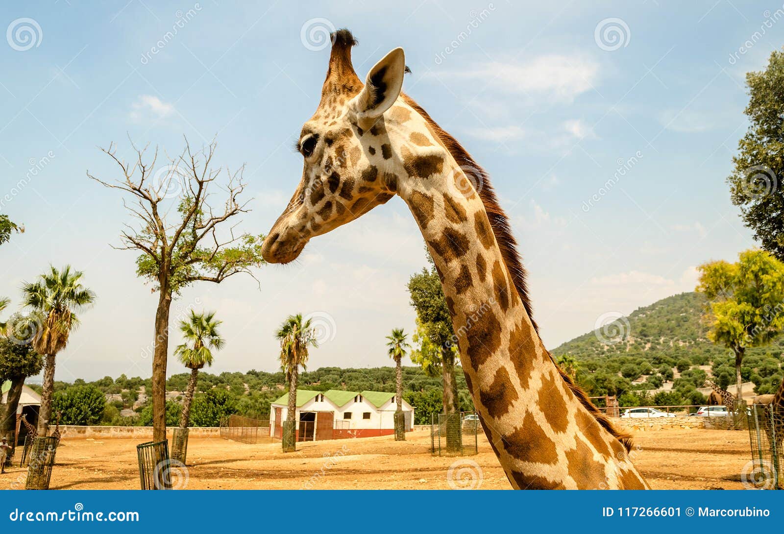Profile of a Giraffe in a Zoo Stock Image - Image of feeding, animal ...
