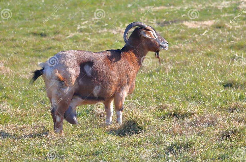 Profile Goat and Udder stock photo. Image of side, female - 112306912