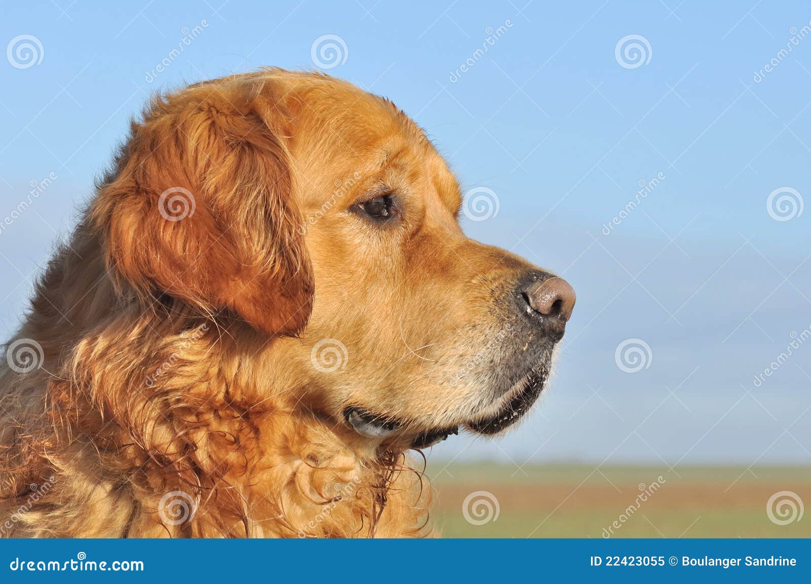 Profile Of A Golden Retriever Stock Image - Image of golden, profile ...