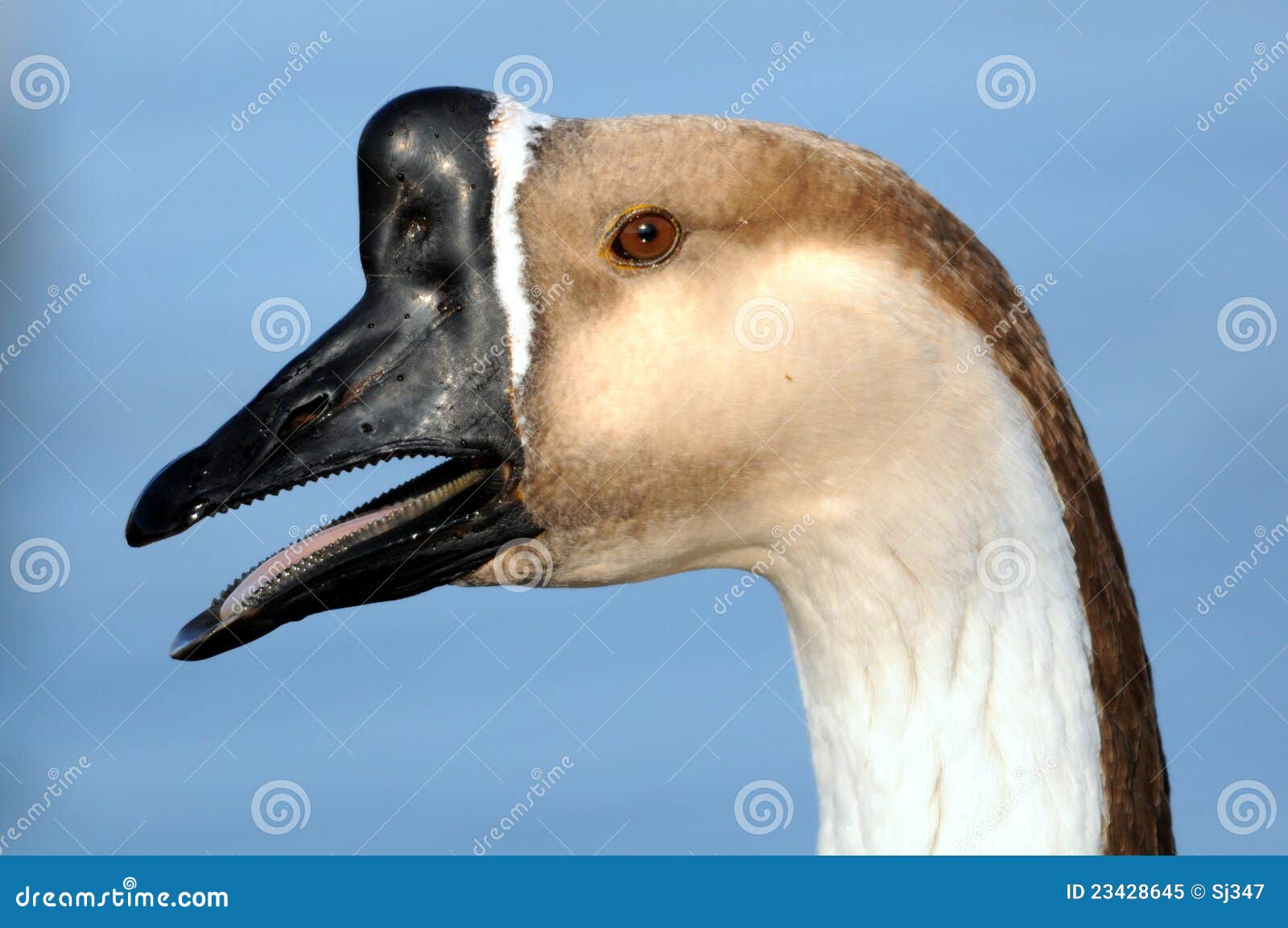 Profile of Goose stock image. Image of head, gander, profile - 23428645