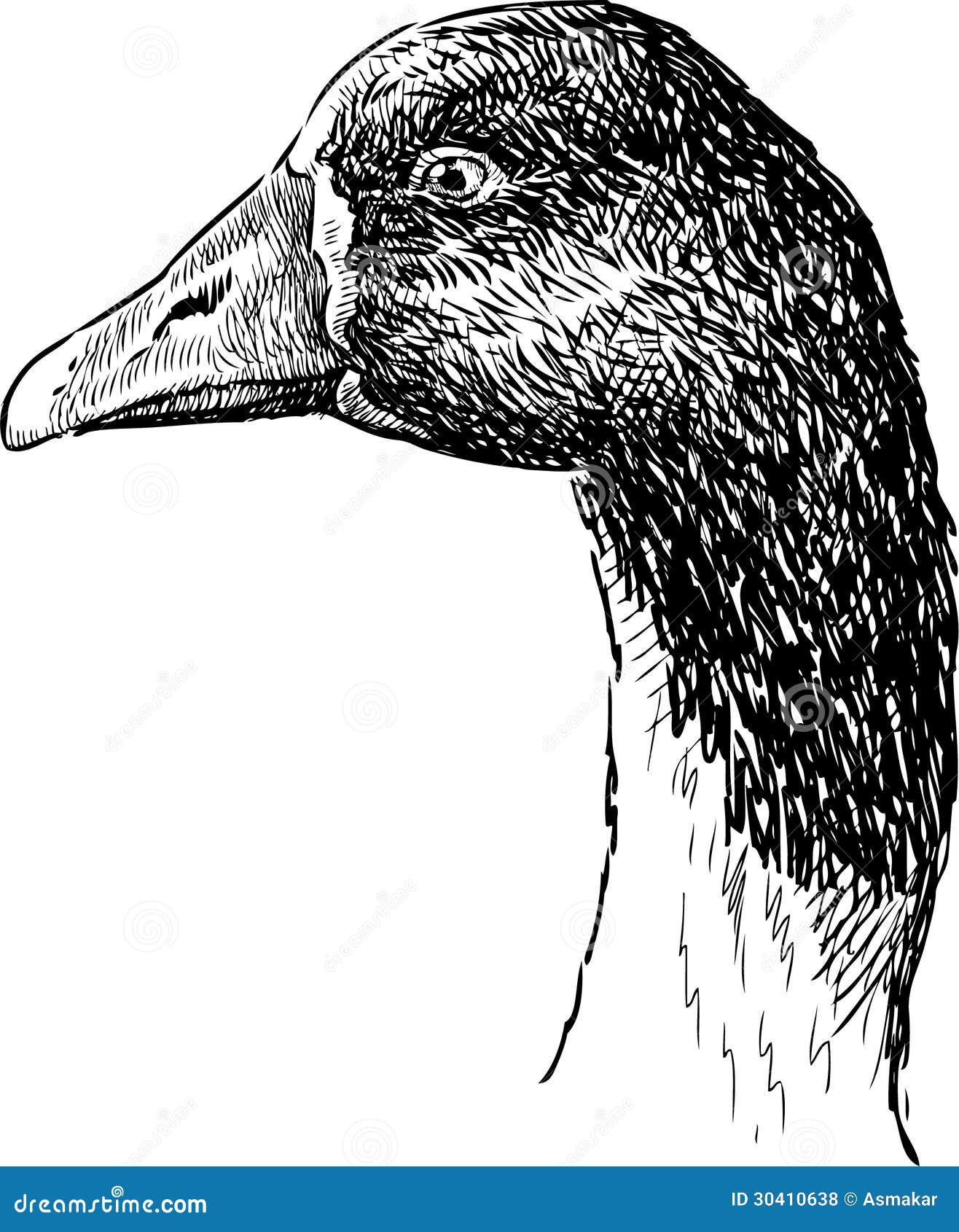 Profile of goose stock vector. Illustration of domesticated - 30410638