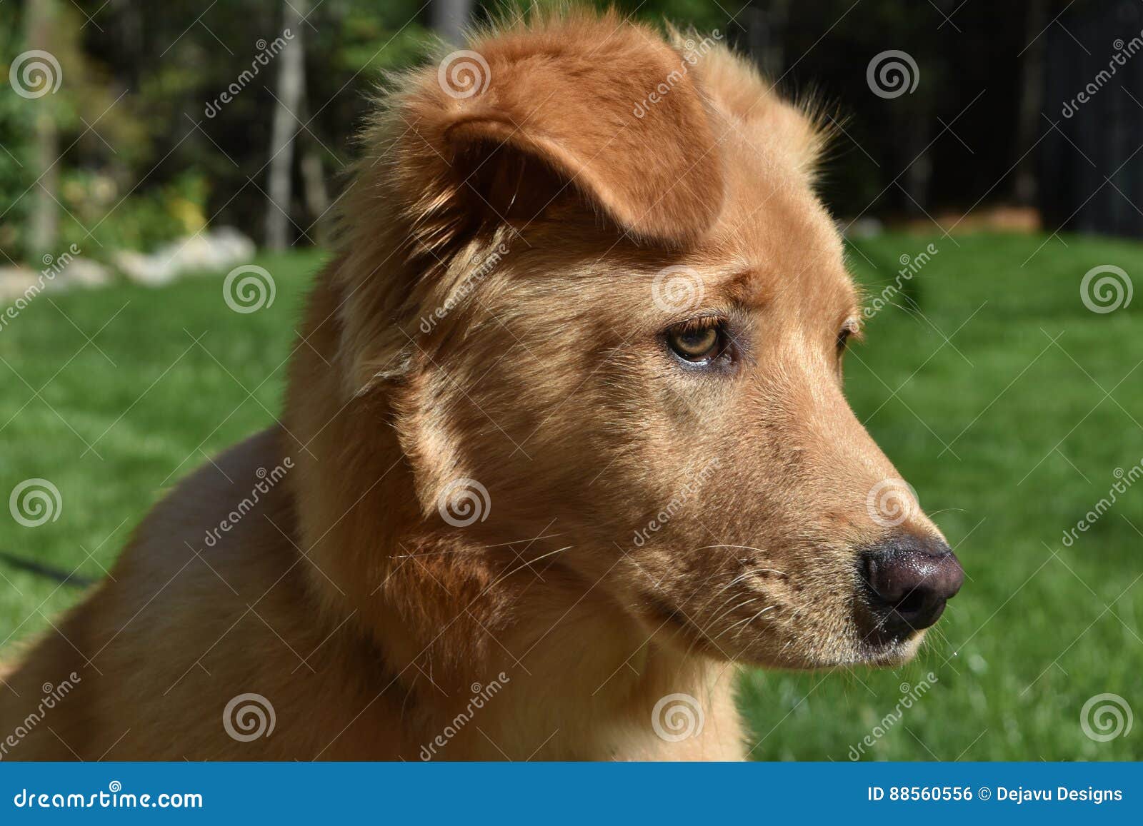 Profile of a Gorgeous Red River Duck Dog Stock Photo - Image of ...