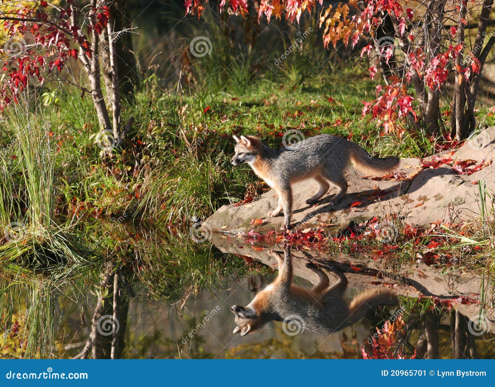 Profile of gray fox stock image. Image of copy, edge - 20965701