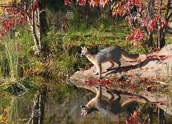 Profile of gray fox stock image. Image of copy, edge - 20965701