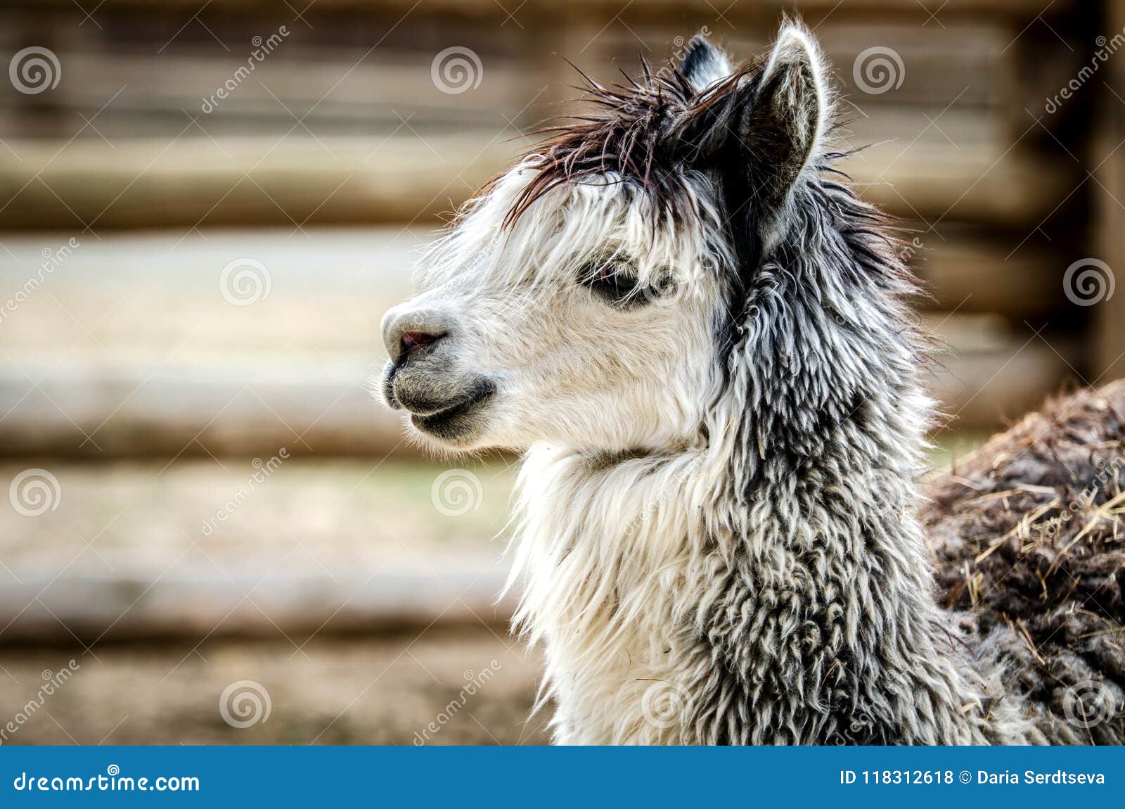 Profile of a Gray-white Lama. Stock Photo - Image of face, brown: 118312618