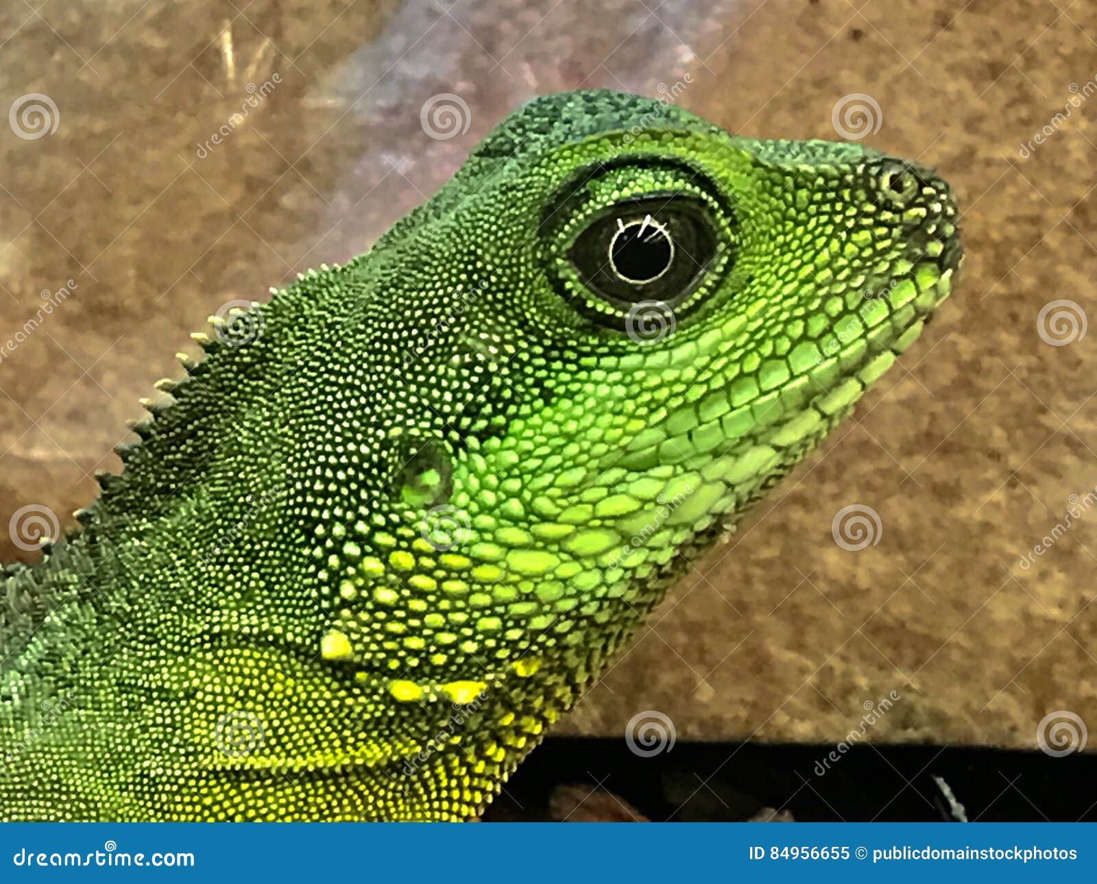 Profile Of Green Lizard Picture. Image: 84956655