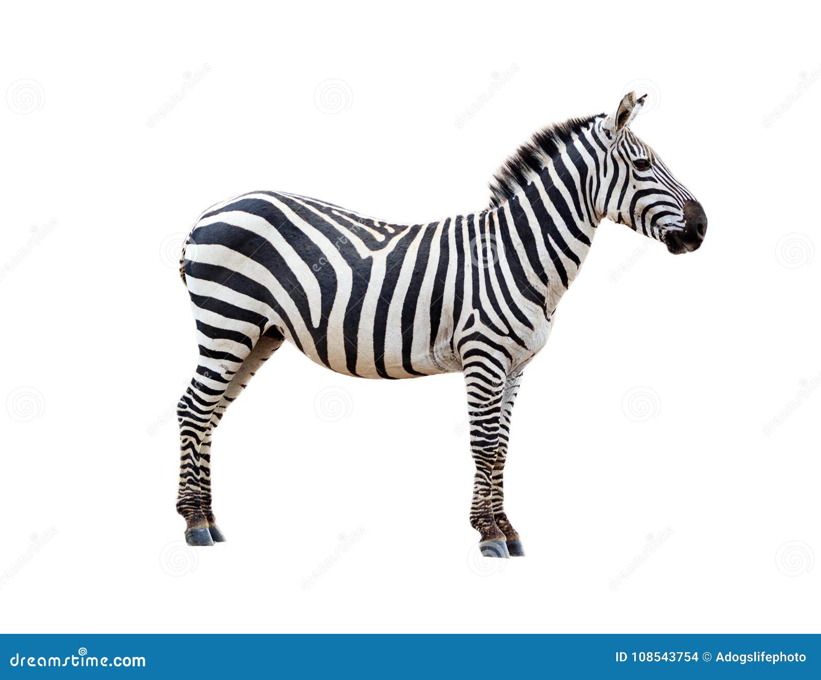 Profile Grevys Zebra Isolated on White Stock Photo - Image of standing ...