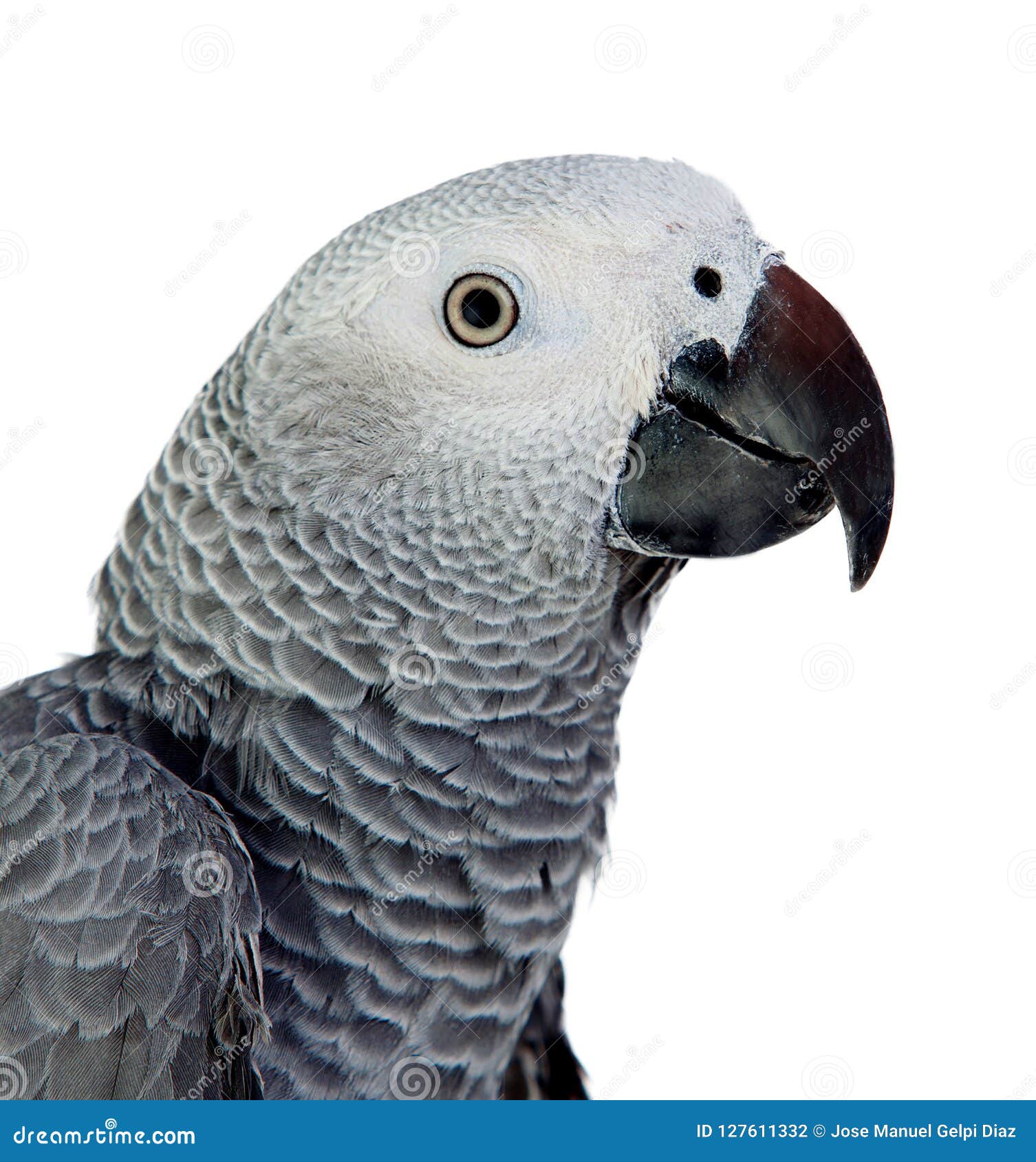 Profile of a grey parrot stock photo. Image of parrot - 127611332